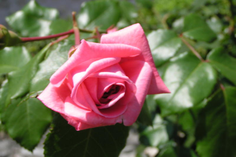 Begründungen in der Umweltethik – Welche Lebewesen haben einen ...