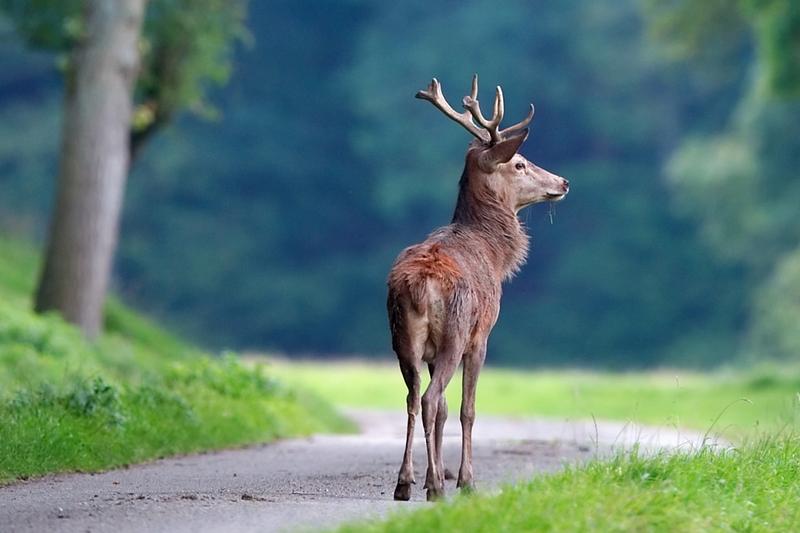 Begründungen in der Umweltethik – Welche Lebewesen haben einen ...