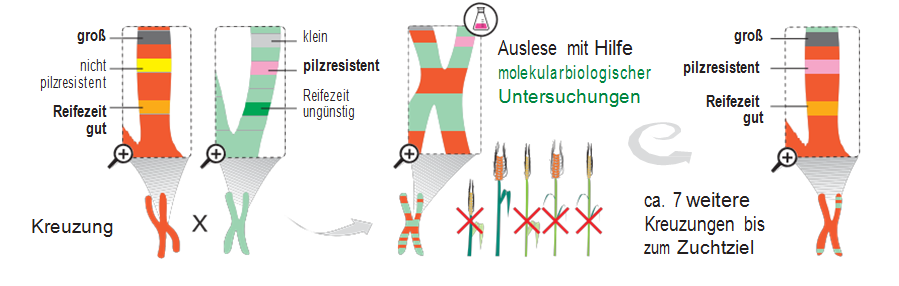 Smart Breeding - pflanzen-forschung-ethik.de