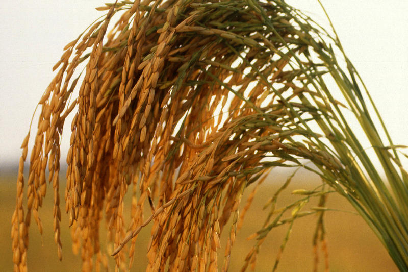 Smart Breeding - pflanzen-forschung-ethik.de