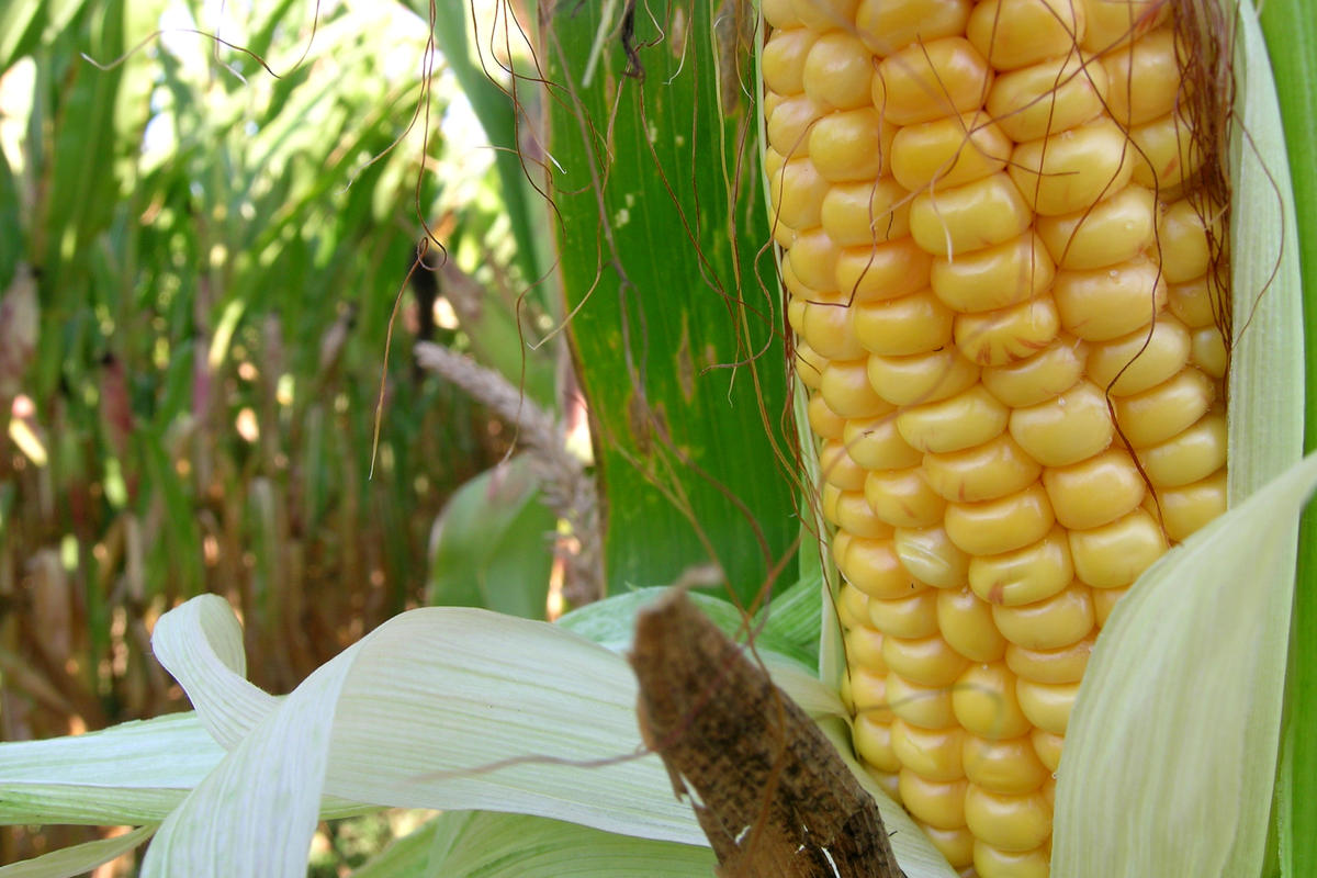 Gentechnisch veränderter Bt-Mais - pflanzen-forschung-ethik.de