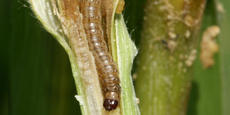 Gentechnisch veränderter Bt-Mais - pflanzen-forschung-ethik.de